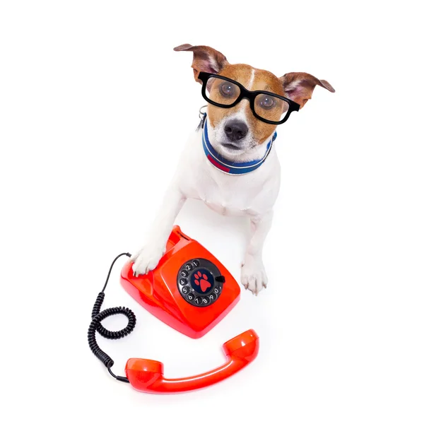 Dog with phone Stock Photos, Royalty Free Dog with phone Images ...