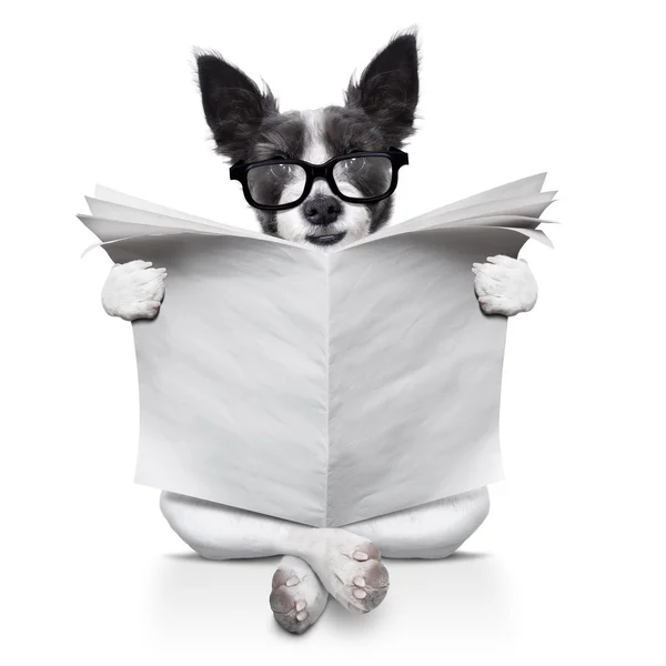 Dog reading newspaper Stock Photos, Royalty Free Dog reading newspaper ...