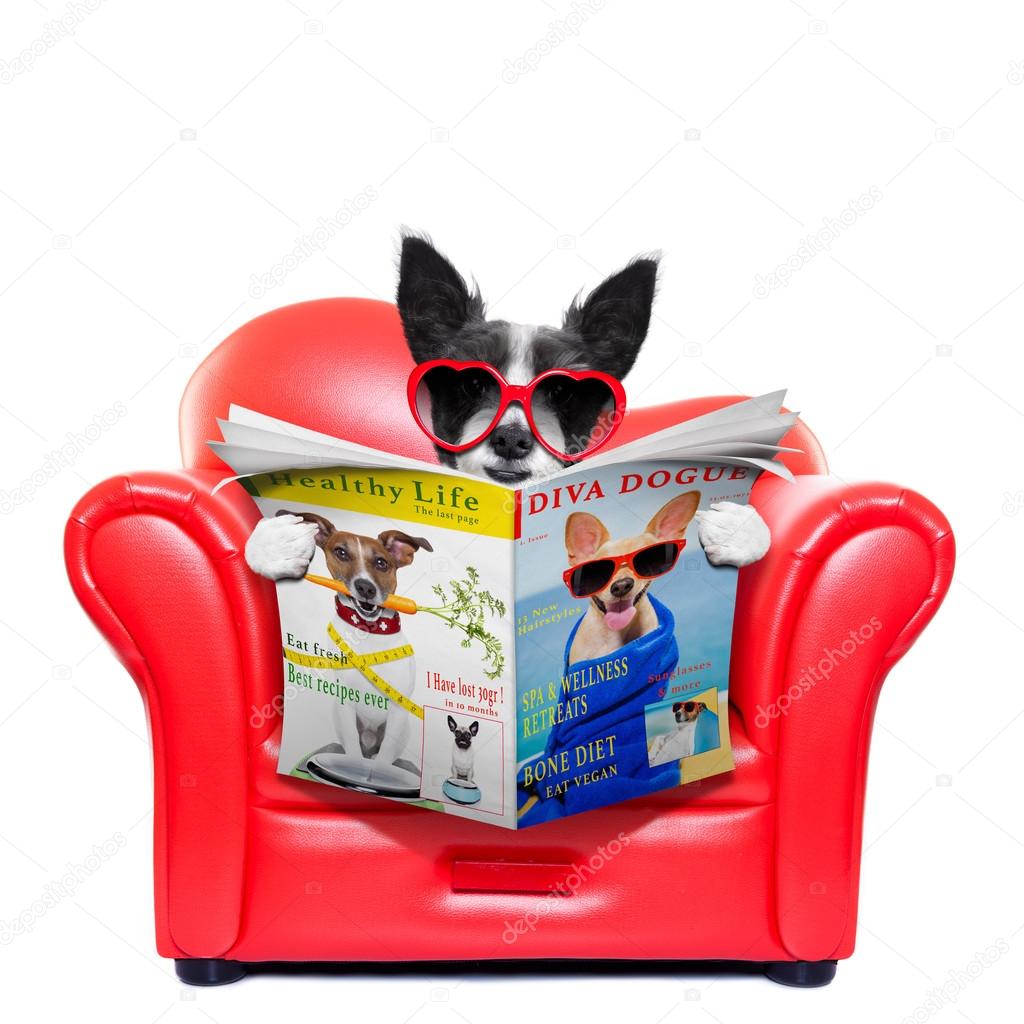 Dog Reading Magazine