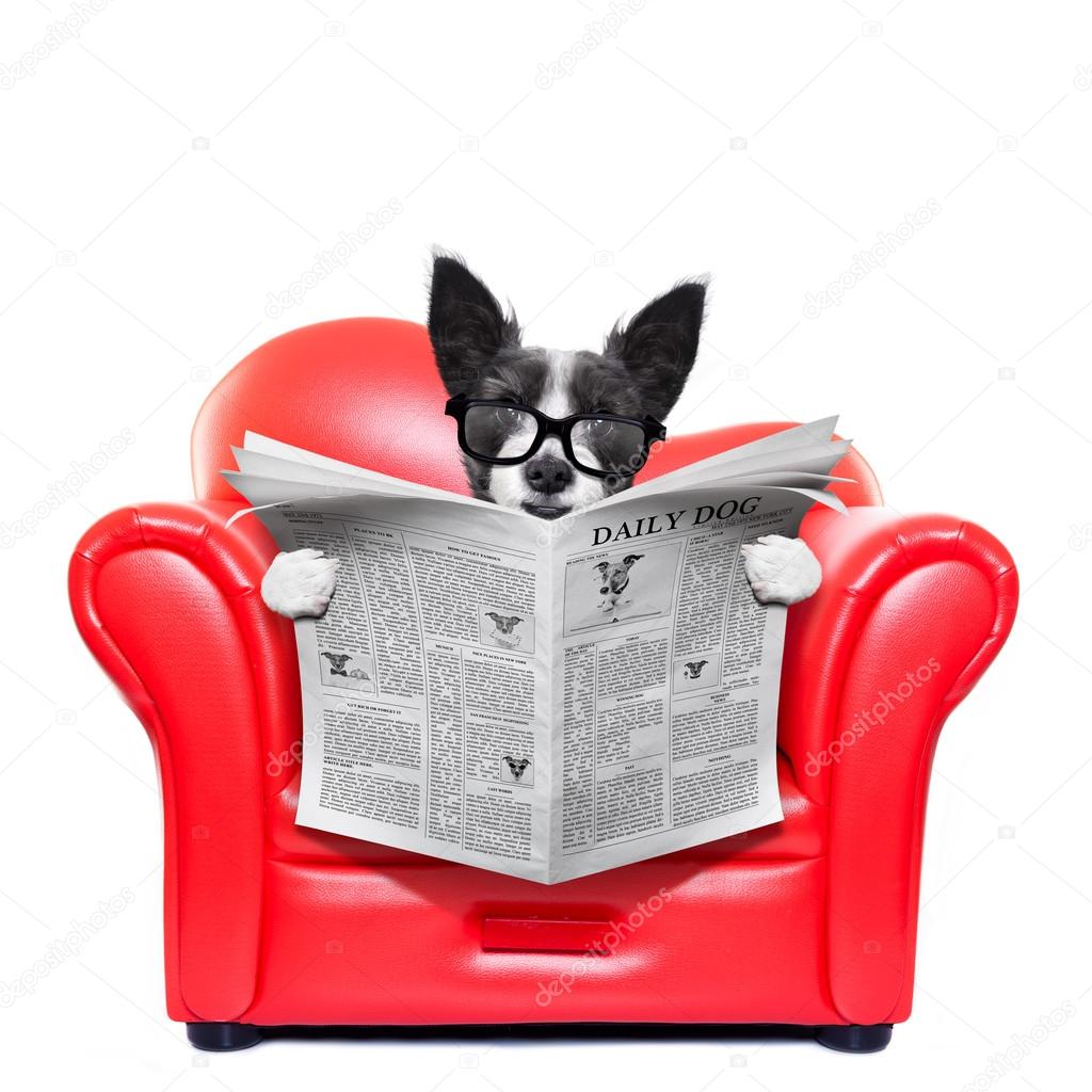Dog reading newspaper — Stock Photo © damedeeso #68397961