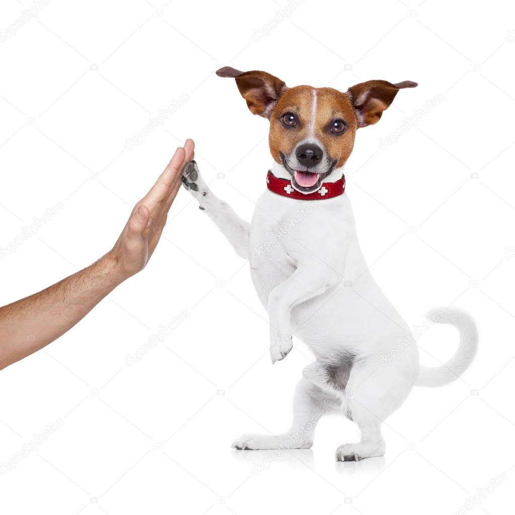 Bulldog High Five