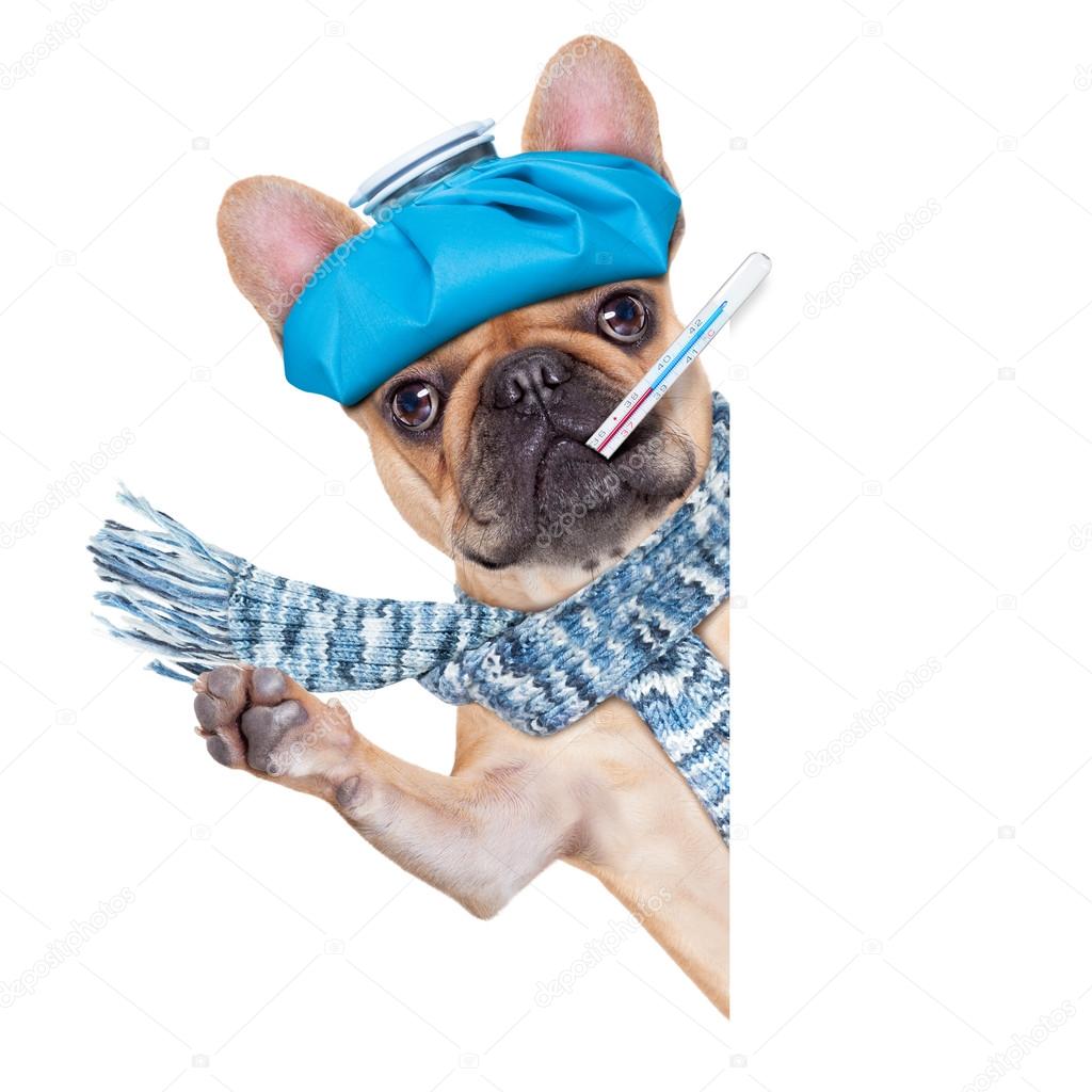 SICK ILL DOG Stock Photo by ©damedeeso 72257477