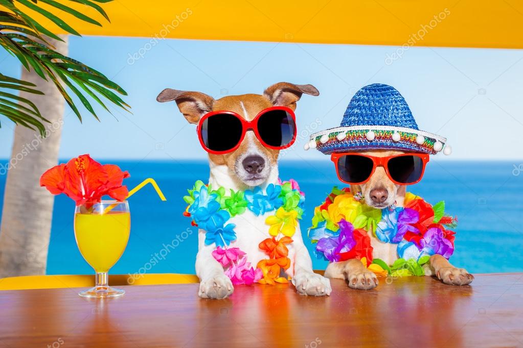 Drunk cocktail dogs Stock Photo by ©damedeeso 74153137