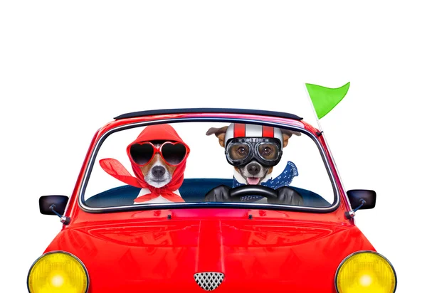 Dog driving car Stock Photos, Royalty Free Dog driving car Images ...