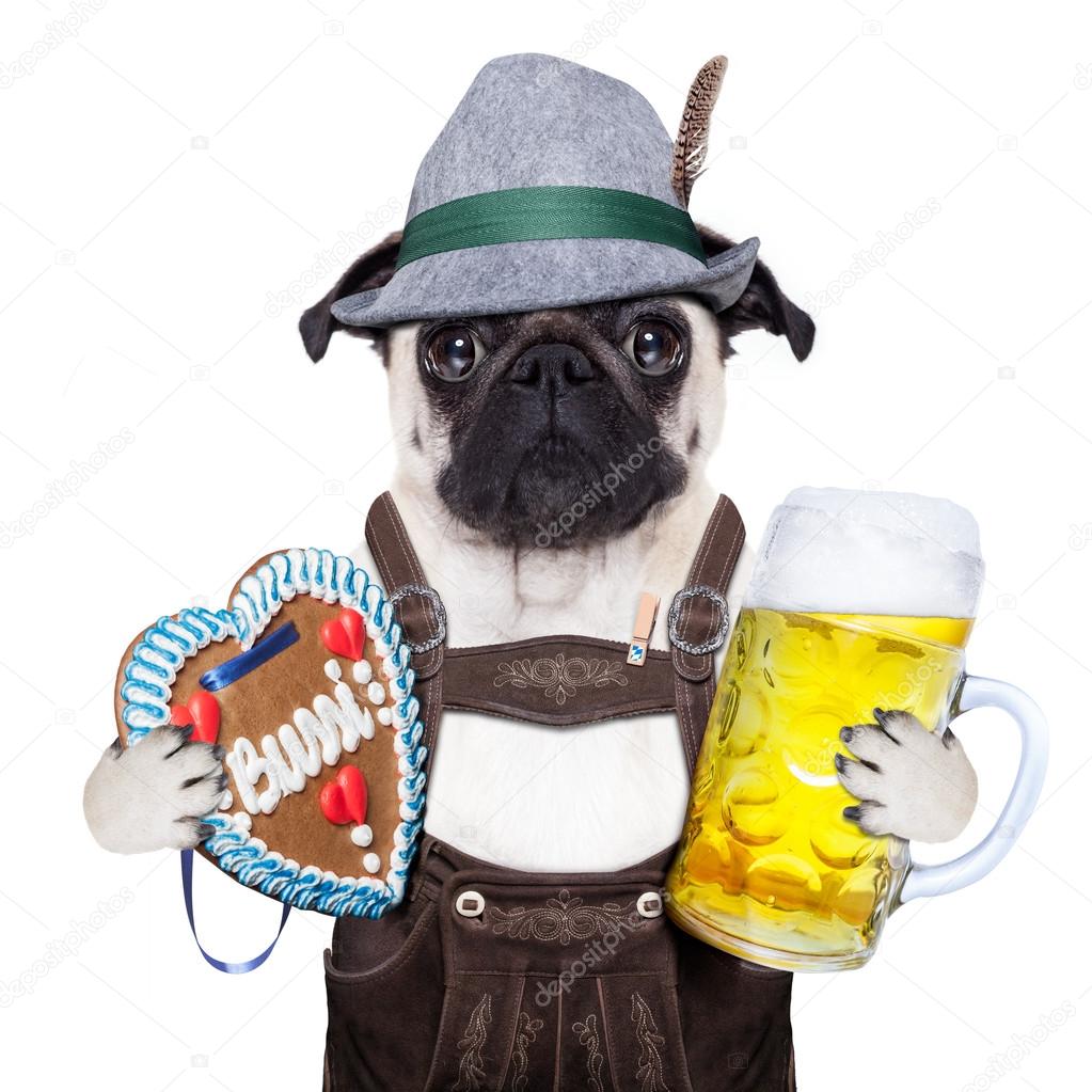 Bavarian german pug dog Stock Photo by ©damedeeso 78496372