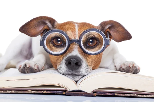 Dog reading Stock Photos, Royalty Free Dog reading Images | Depositphotos