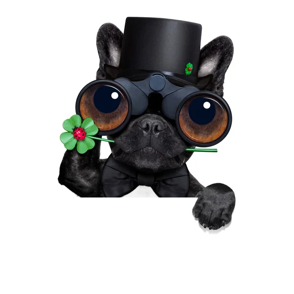 Good luck dog Stock Photo by ©damedeeso 91466040