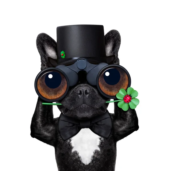 Good luck dog Stock Photo by ©damedeeso 91466040