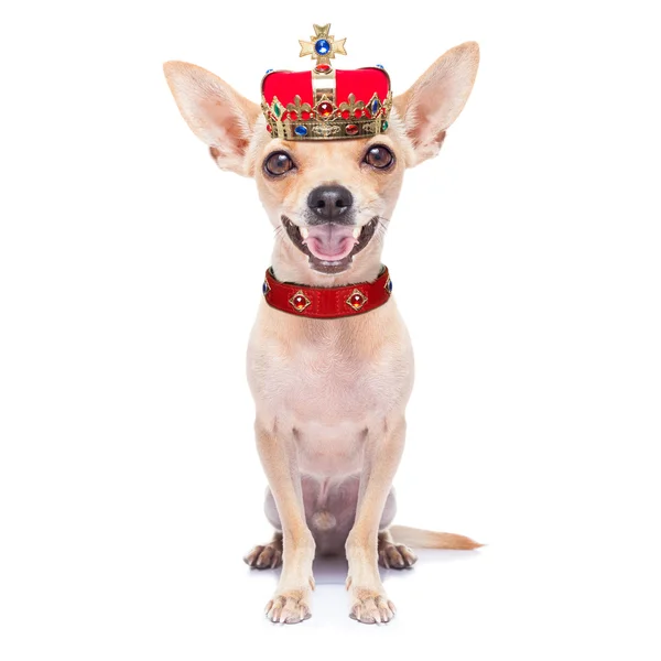 Crown king dog Stock Photo by ©damedeeso 92224236