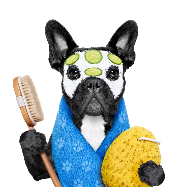 Dog spa Stock Photos, Royalty Free Dog spa Images | Depositphotos®