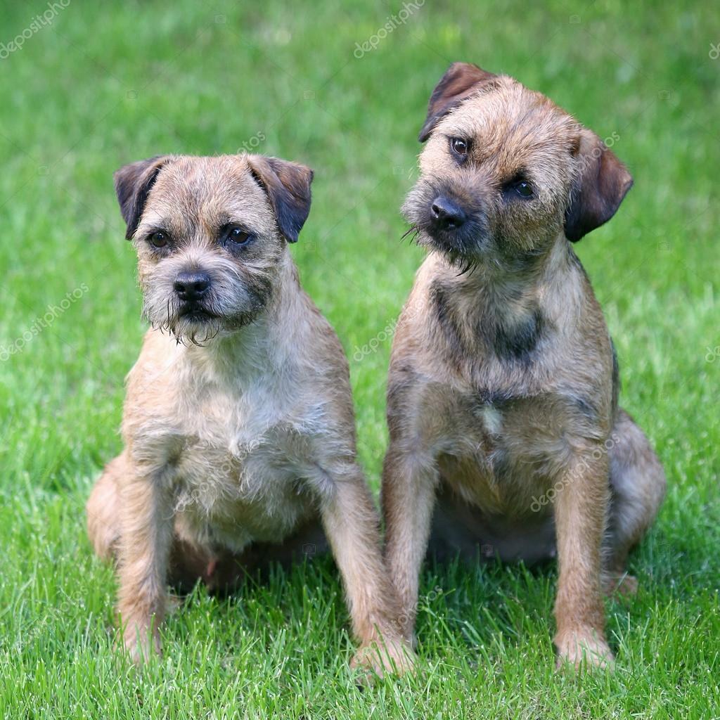 Do Border Terriers Moult
