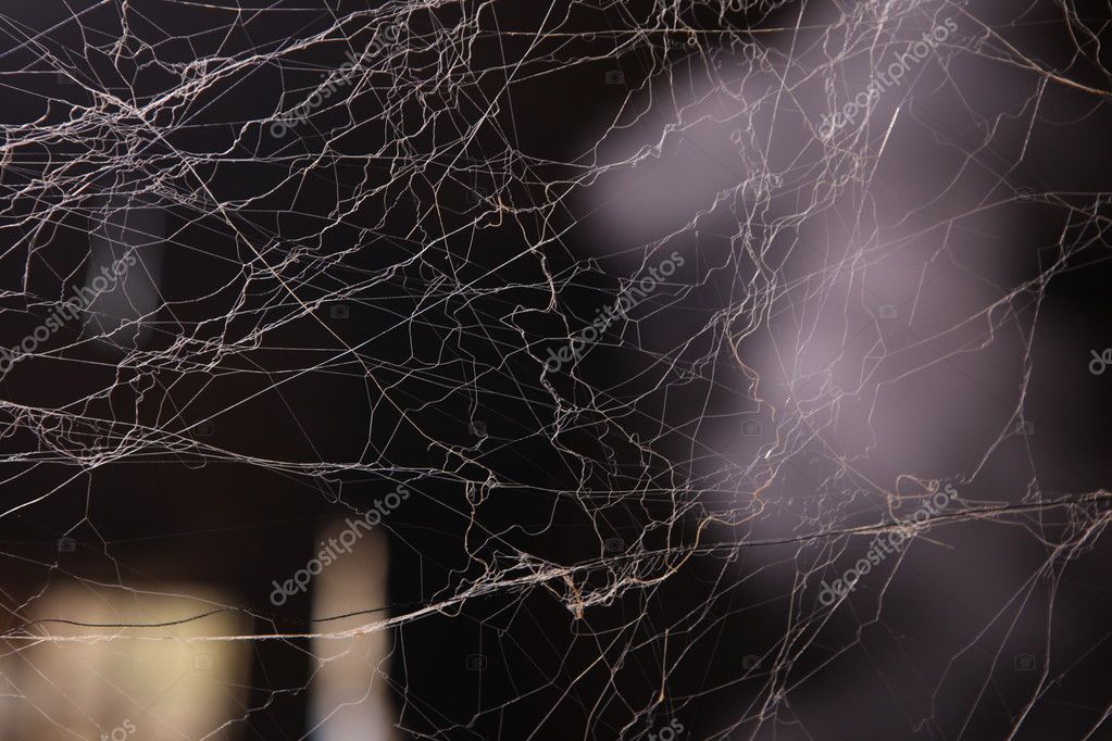 Scary Spider web Texture — Stock Photo © rajastills #117773418
