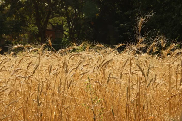 Wheat farming in india Stock Photos, Royalty Free Wheat farming in ...