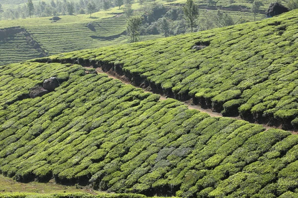 India tea fields Stock Photos, Royalty Free India tea fields Images ...