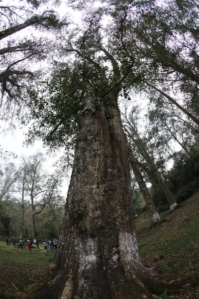 Imágenes de Árbol de alcanfor, fotos de Árbol de alcanfor sin royalties ...
