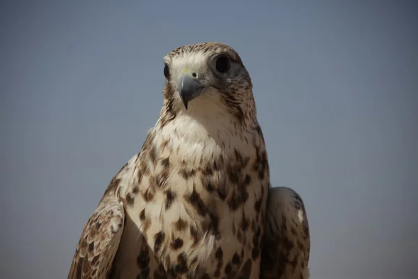 Uae falcon Stock Photos, Royalty Free Uae falcon Images | Depositphotos