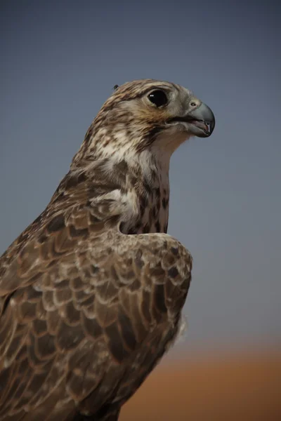 Uae Falcon Wallpaper