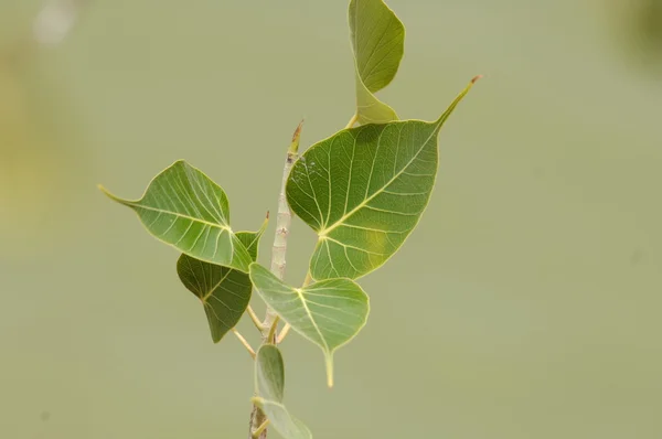 Imágenes de Hojas plantas libres de derechos | Depositphotos