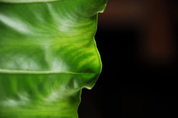 Folha de calathea fotos de stock, imágenes de Folha de calathea sin ...