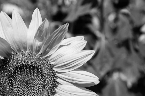 Vacker svart och vitt solros isolerade fotos de stock, imágenes de ...