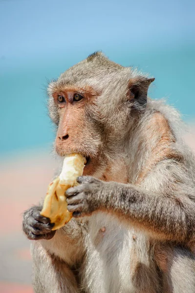 Monkey eating ice cream Stock Photos, Royalty Free Monkey eating ice ...