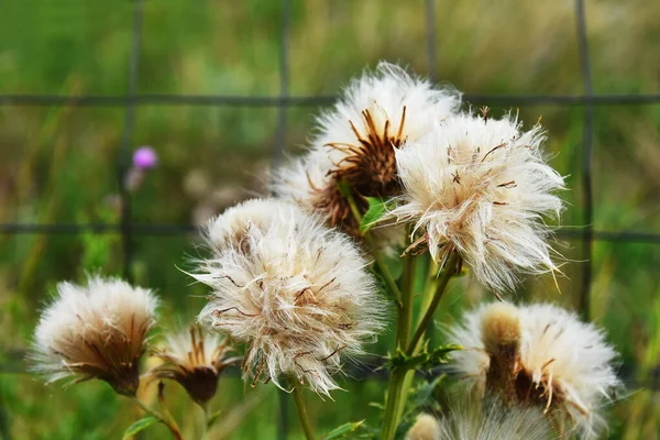 A close up image of the fluffy brown seeds of a milk thistle plant in ...