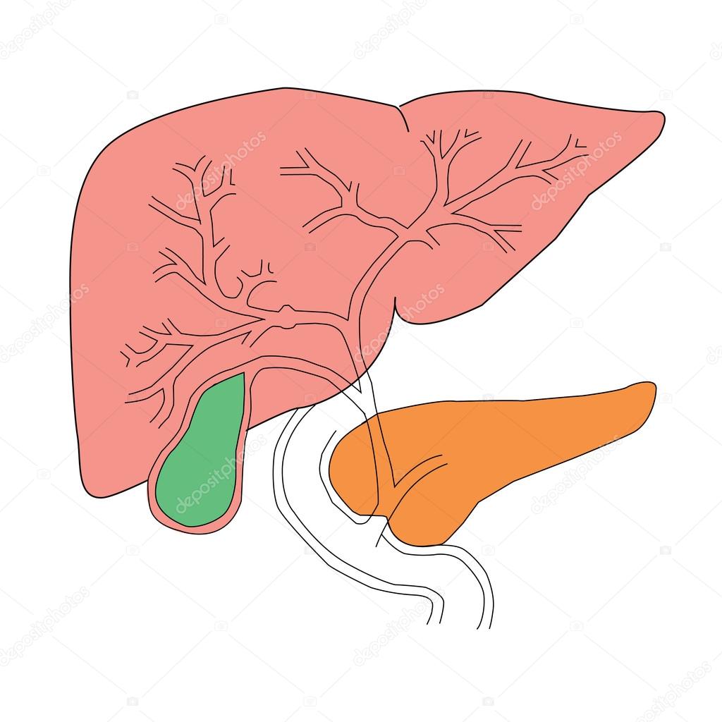 Pancreas Diagram For Kids