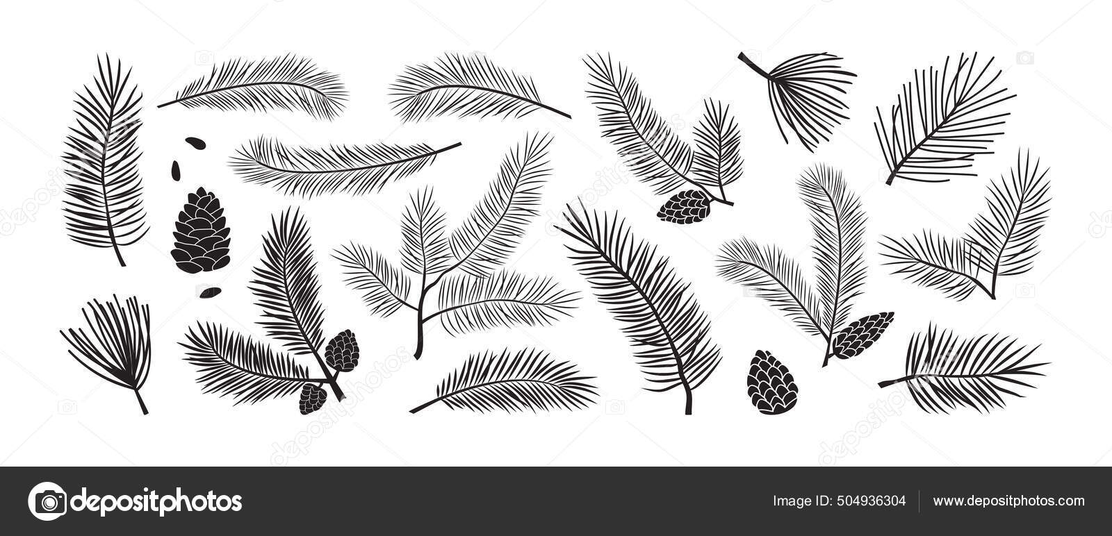 Evergreen Branch Silhouette