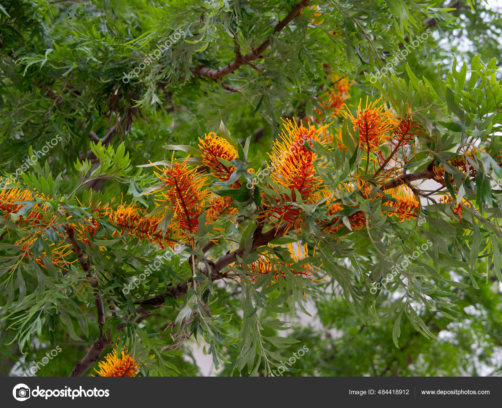 Grevillea Robusta Flower