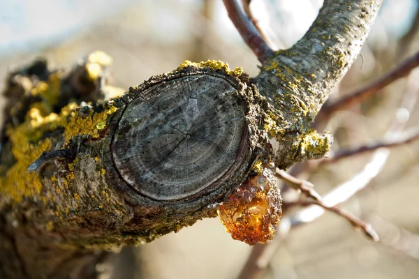 Maladie des arbres images libres de droit, photos de Maladie des arbres ...