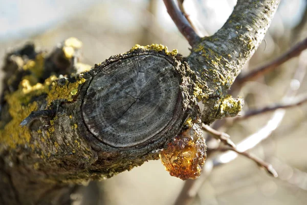 Tree disease Stock Photos, Royalty Free Tree disease Images | Depositphotos