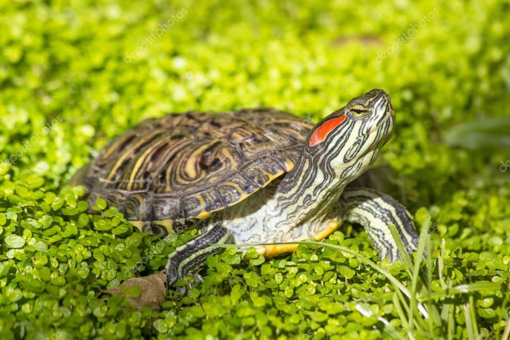 Control deslizante de orejas rojas - Trachemys scripta elegans tortuga — Foto de stock #56183661 ...