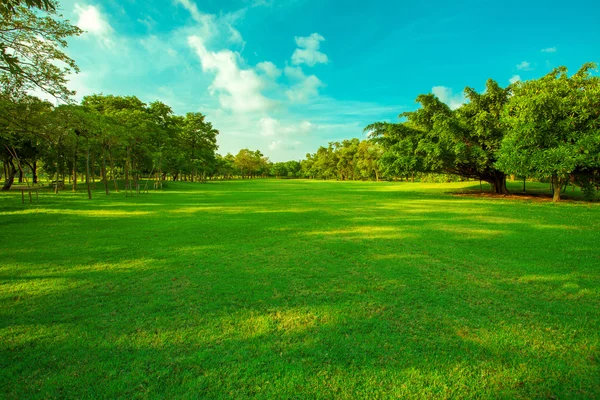 Beautiful morning light in public park with green grass field an Stock ...