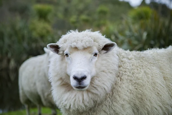 Merino sheep Stock Photos, Royalty Free Merino sheep Images ...