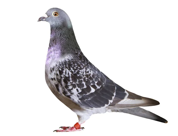 Close up full body of speed racing pigeon bird isolated white ba Stock ...