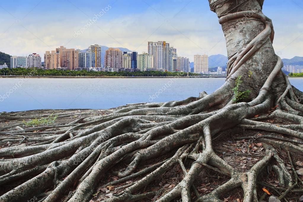 Big root tree infront of city building concept forest and urban — Stock ...