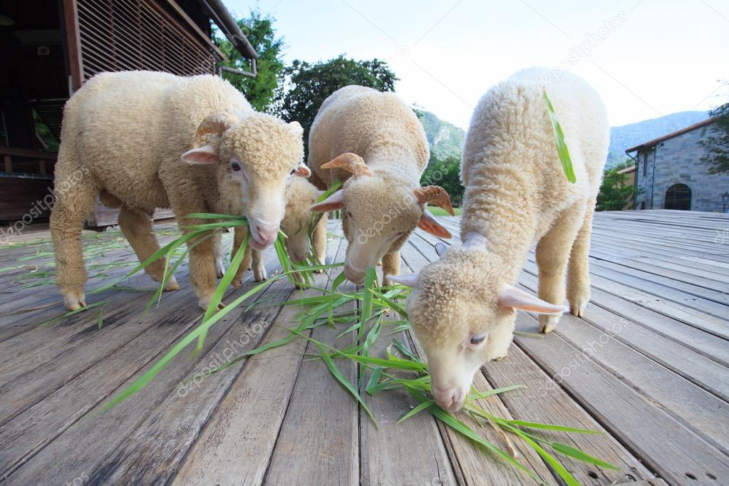 Merino sheep eating green grass leaves on wood floor of beautifu ...