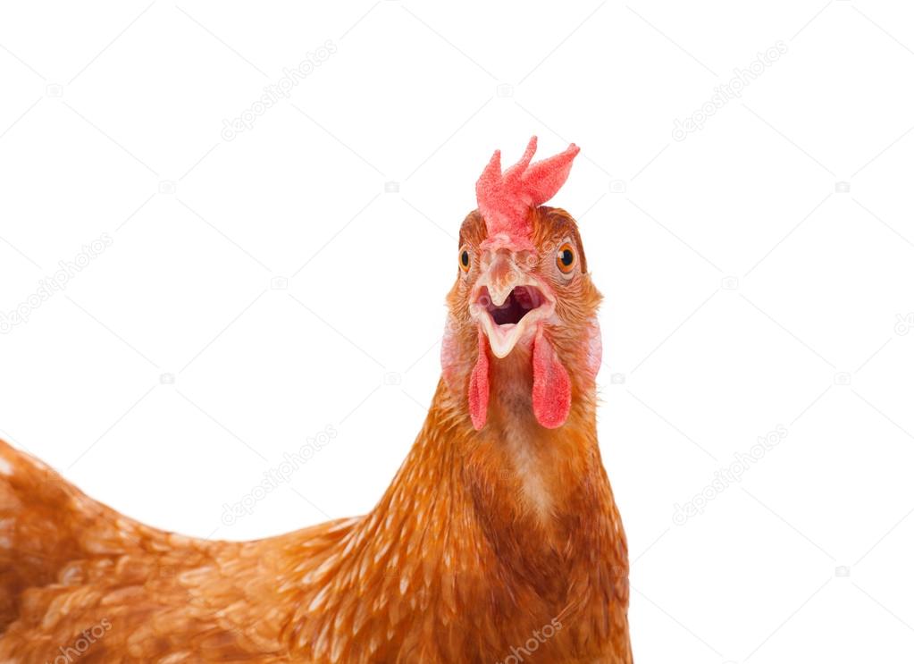 Head of chicken hen shock and funny surprising isolated white ba ...