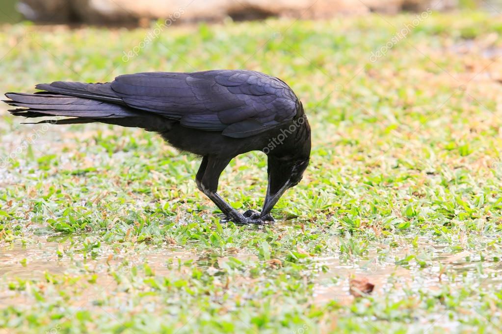 Black birds crow pinch and feeding on green grass ground in the — Stock ...