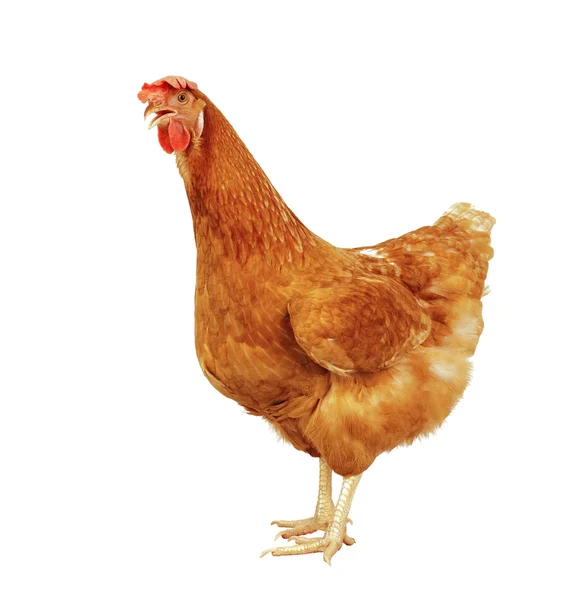 Full body of brown chicken hen standing isolated white backgroun Stock ...
