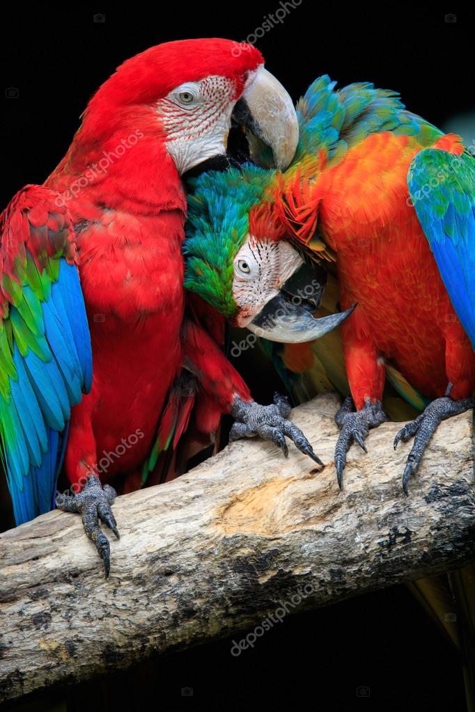 Close up couples of beautiful of scarlet macaw birds peaning and Stock ...