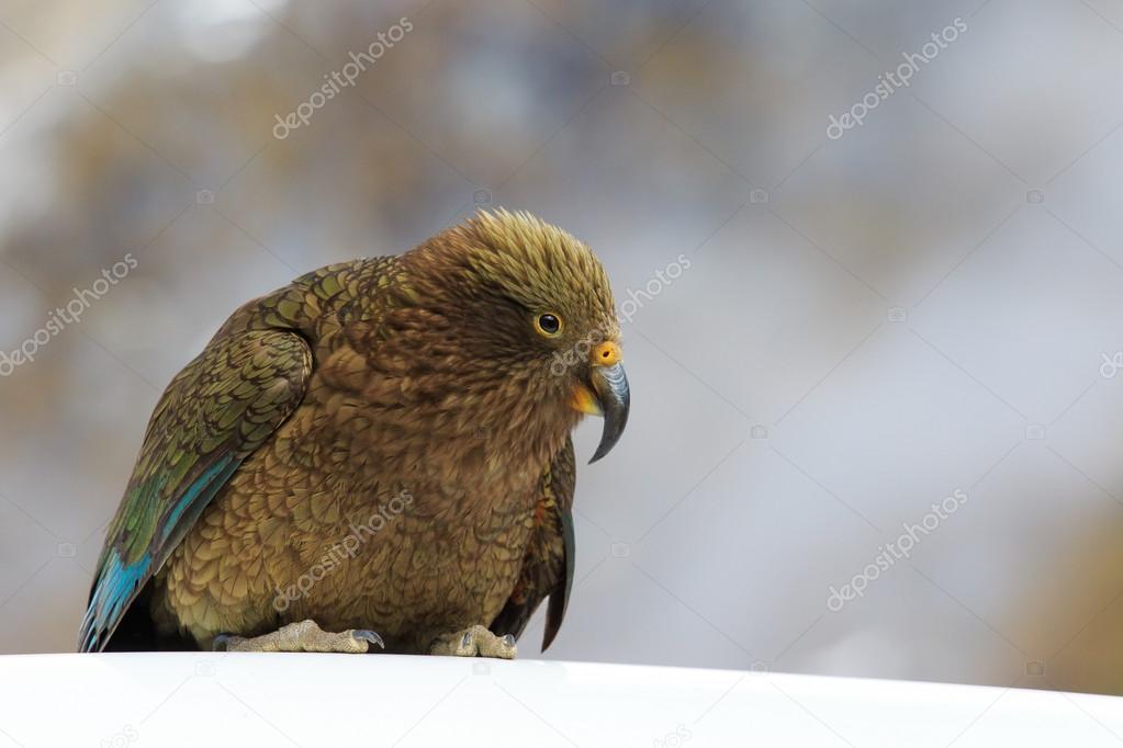 Close up beautiful color feather ,plumage of kea birds with blur Stock ...