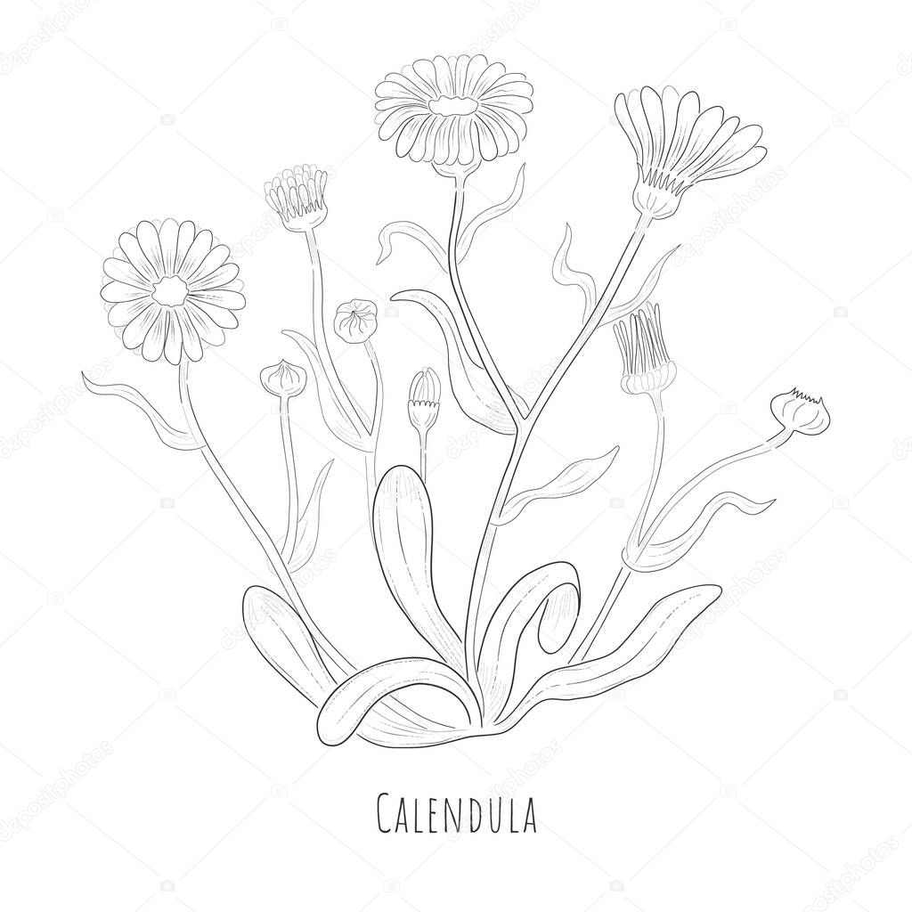 Bosquejo dibujado a mano de caléndula o caléndula del desierto Herb ...