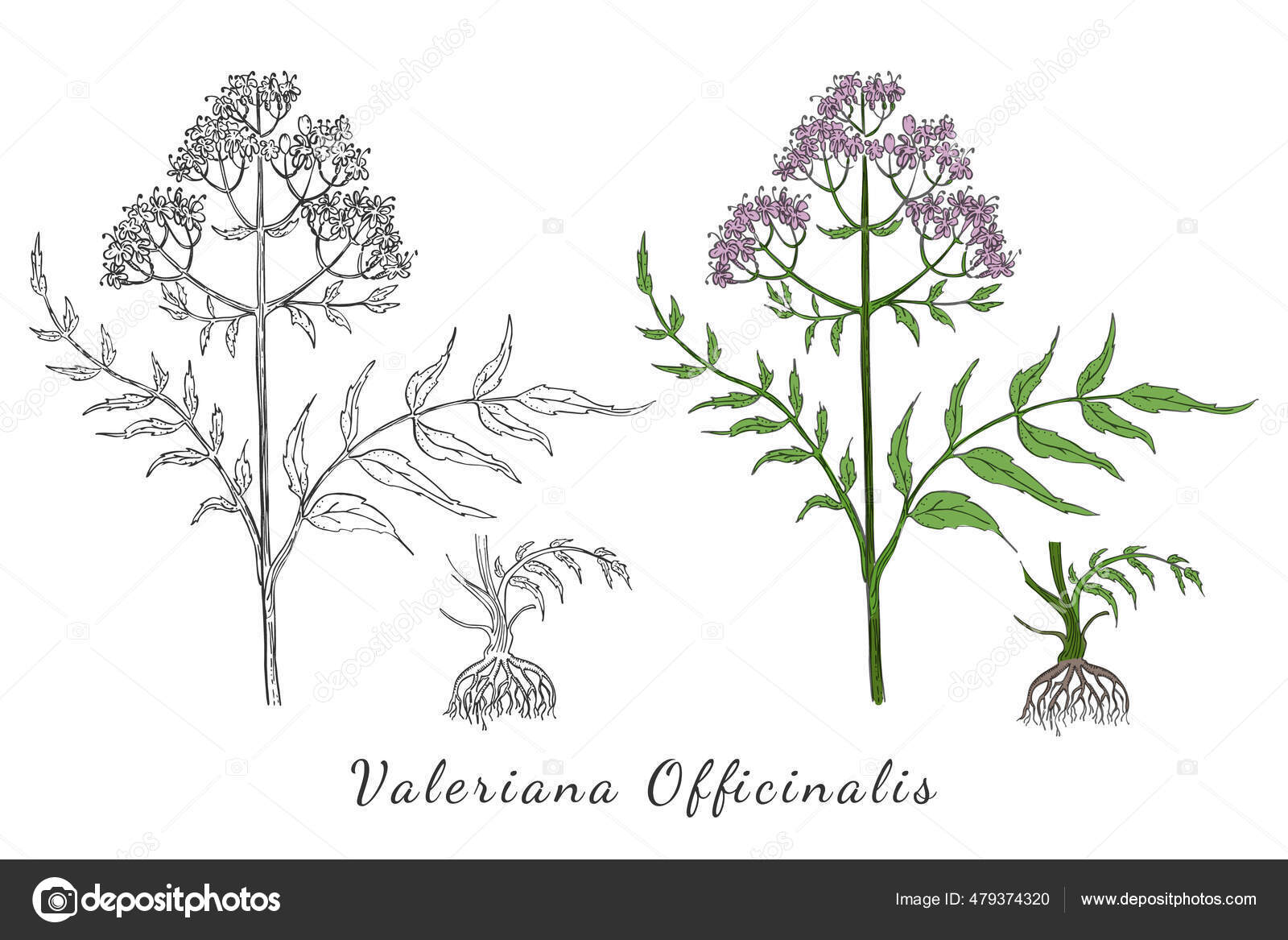 Two Hand Drawn Branch Valerian Root Made Color Herbal Latin Stock ...