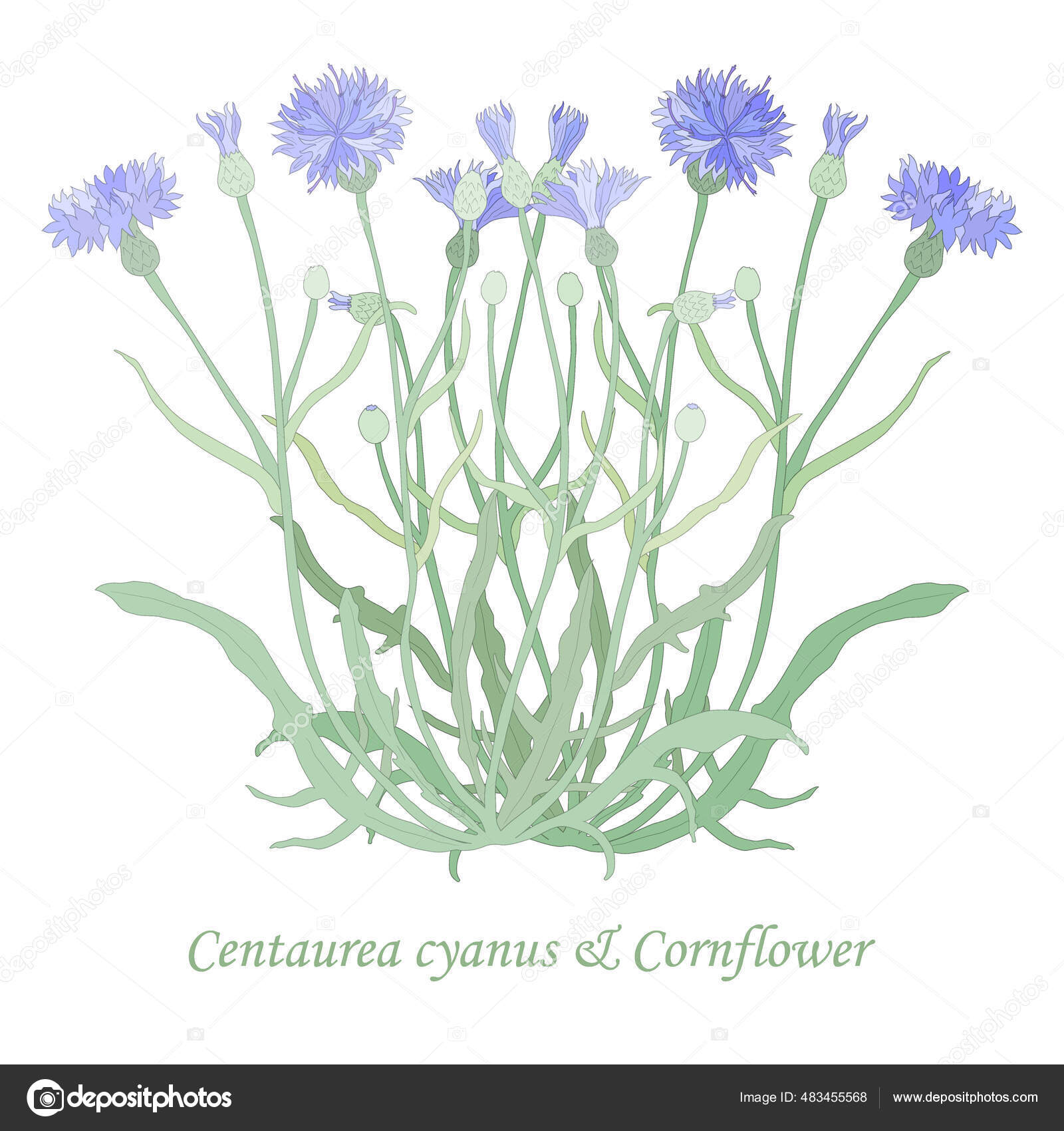 Aislado Mano Aciano Centaurea Cyanus Flor Maíz Vibrante Con Relleno ...