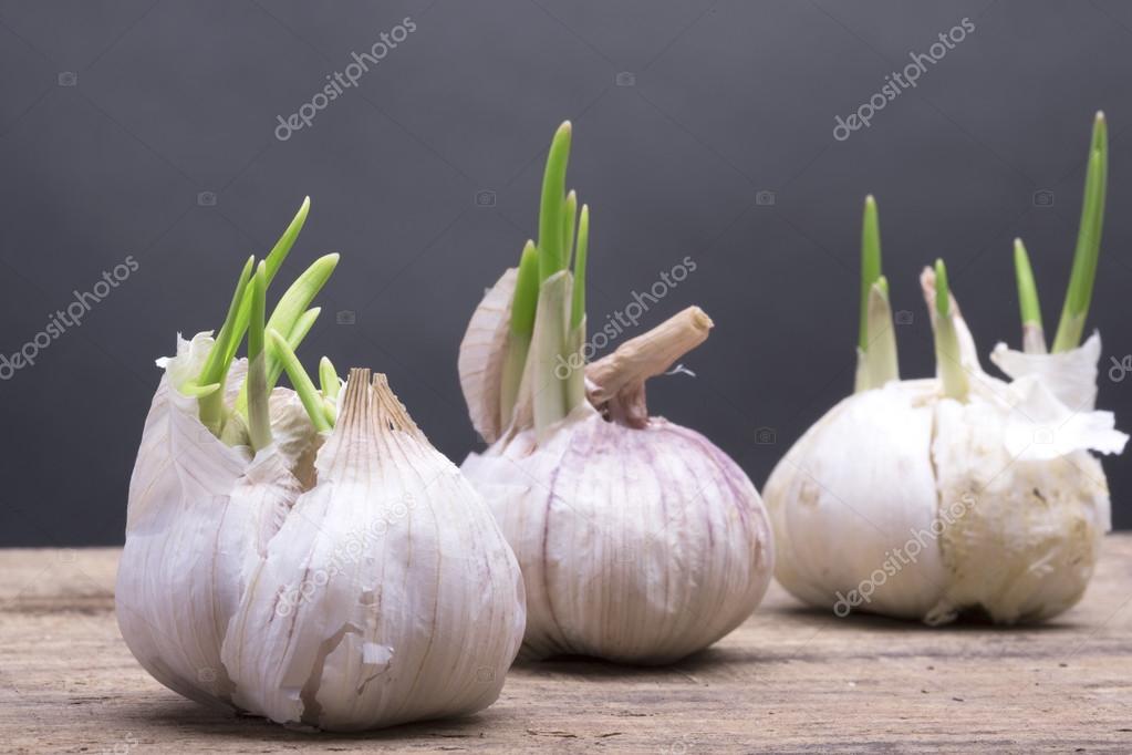 Grows white garlic Stock Photo by ©johnnymiller 98568868