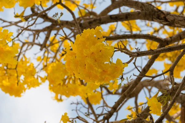Tabebuia spectabilis Stock Photos, Royalty Free Tabebuia spectabilis ...