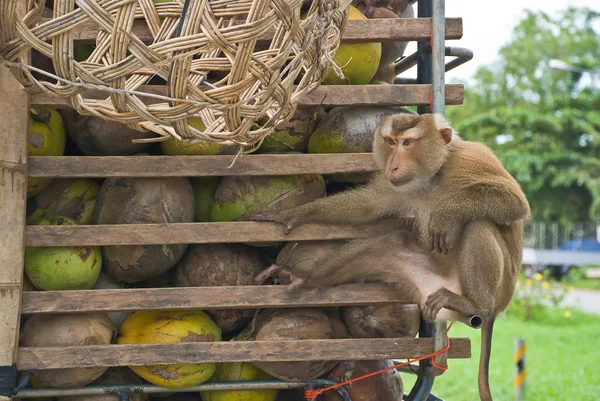 Monkey rack Stock Photos, Royalty Free Monkey rack Images | Depositphotos
