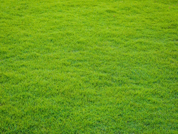 green grass pattern from golf course at sunset tim - Stock Image ...