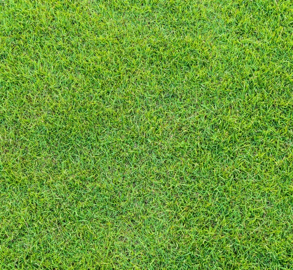 green grass pattern from golf course at sunset time - Stock Image ...